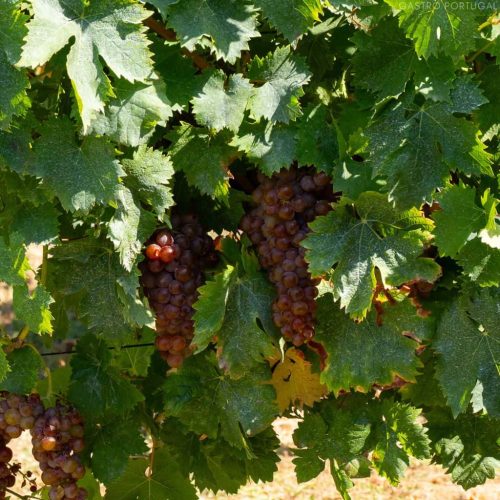 Moscatel de Setúbal: The Portuguese Dessert Wine You Need to Try